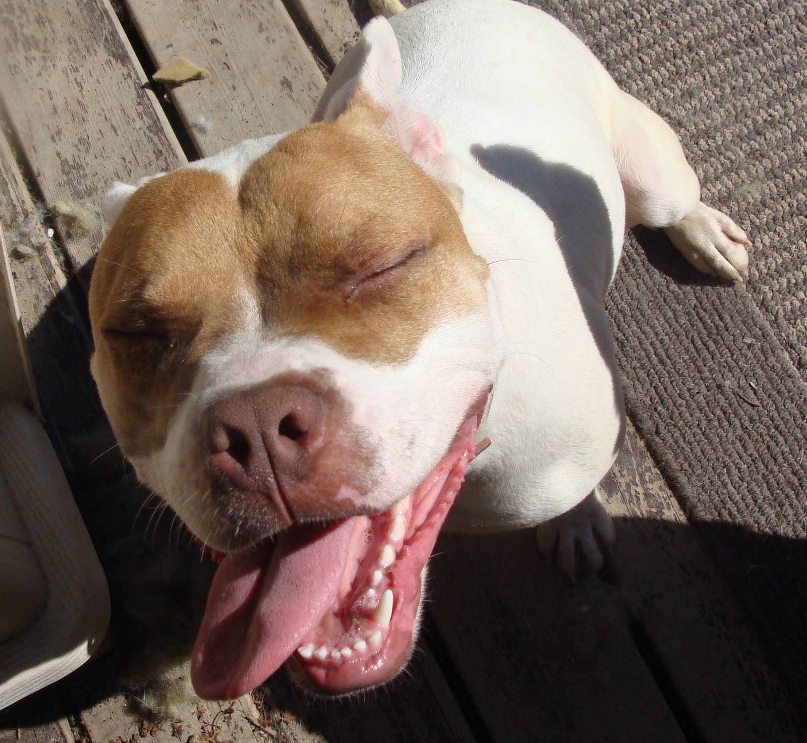 Prairie Pit Bull Rescue Society