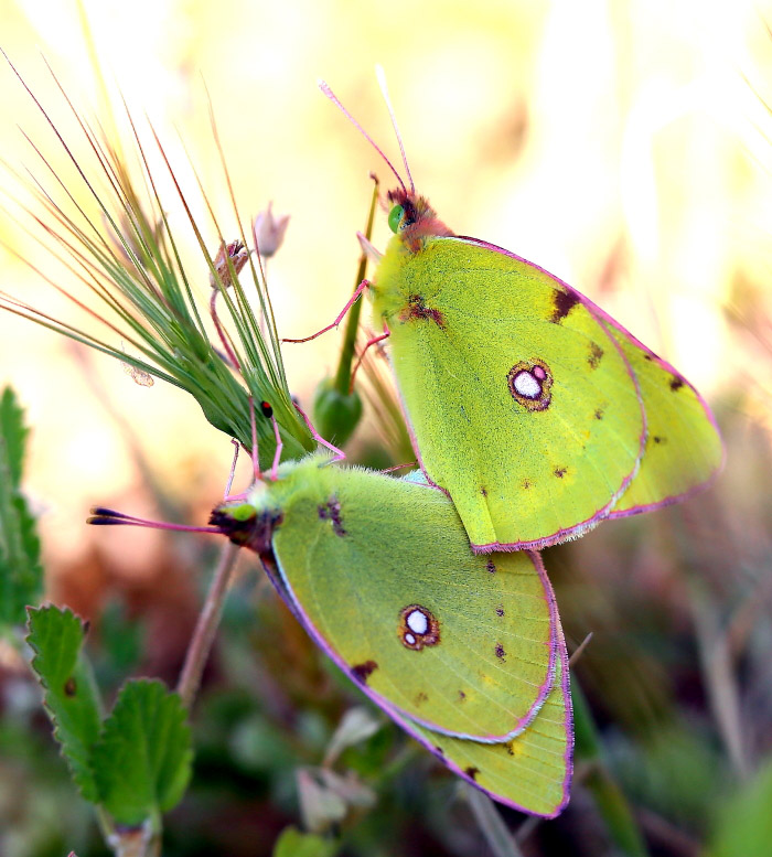 FOTO NATURA HUESCA 2: COLIA colias Johan Christian Fabricius, 1807 豆粉蝶屬