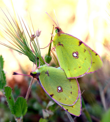 FOTO NATURA HUESCA 2: COLIA colias Johan Christian Fabricius, 1807 豆粉蝶屬