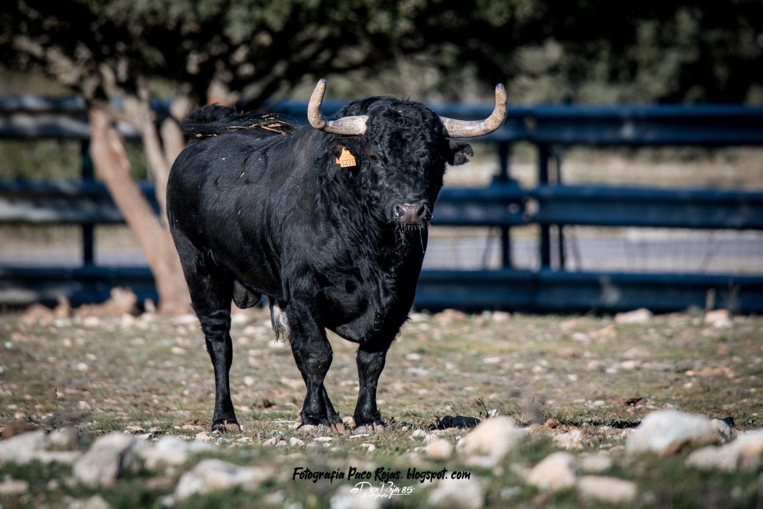 Ganaderia Sergio Centelles venta de toros cerriles