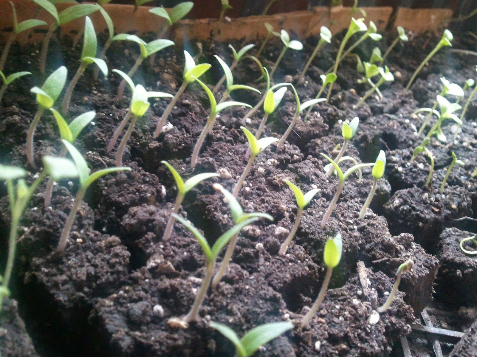 Haqu Farms of Red Hook: This week 3/15 & how I start the seeds