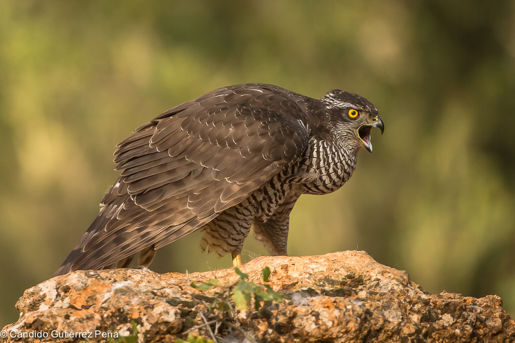 AZOR COMUN - Accipiter Gentilis | Observatorio de la Naturaleza