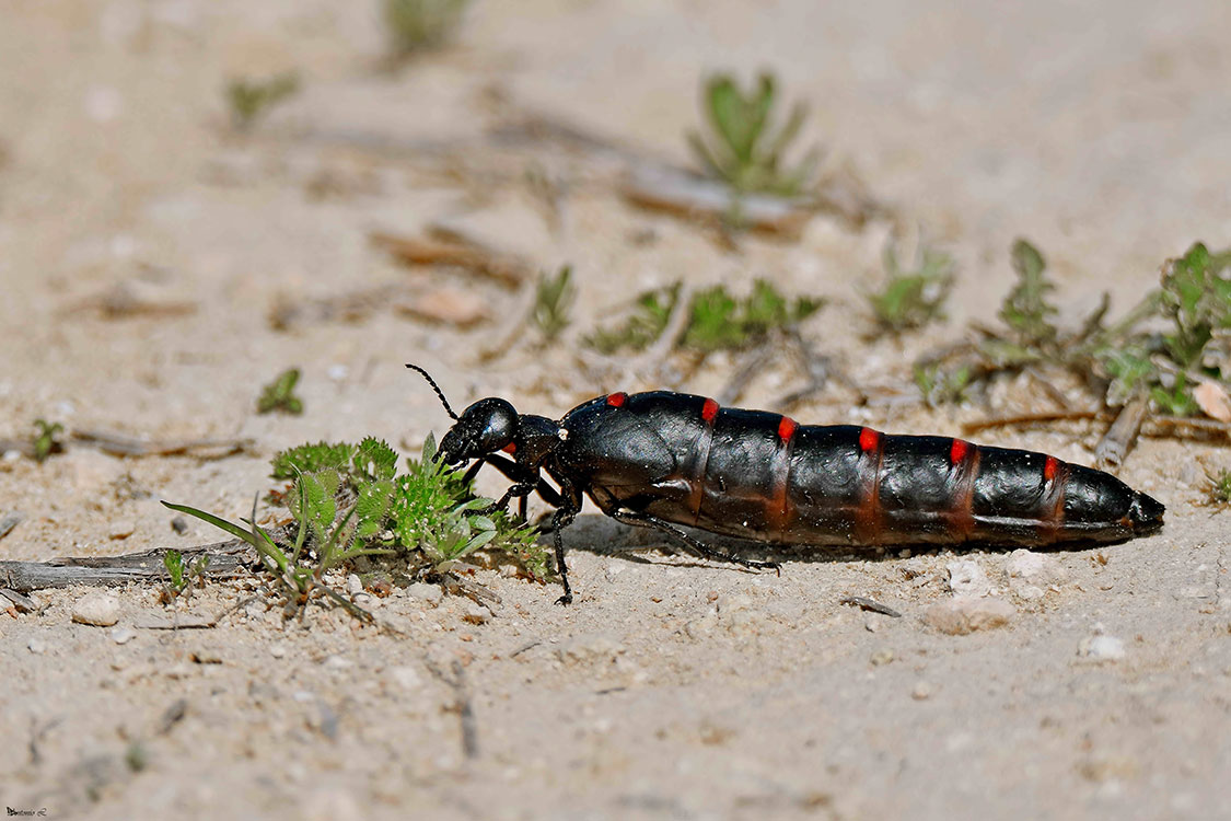 Objetivo: Naturaleza Viva: Aceitera común (Berberomeloe majalis)