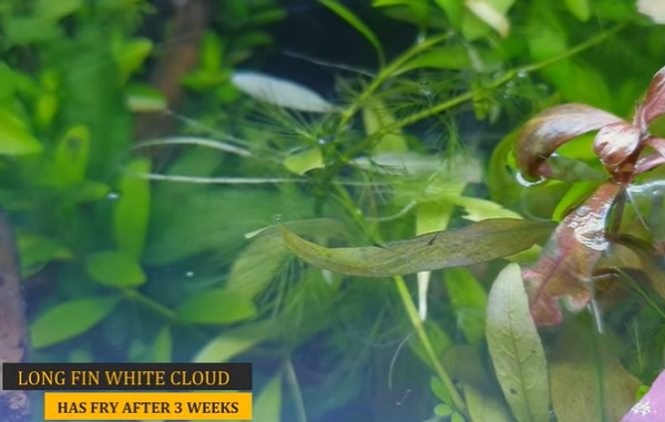 How To Breed Long Fin White Cloud Minnows in Bowl