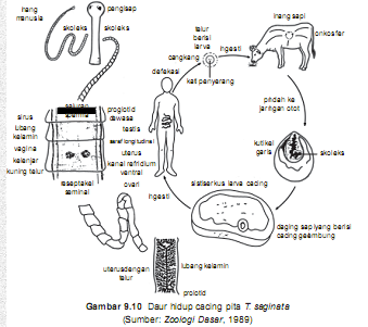 Cestoda Darah dan Jaringan ~ My write