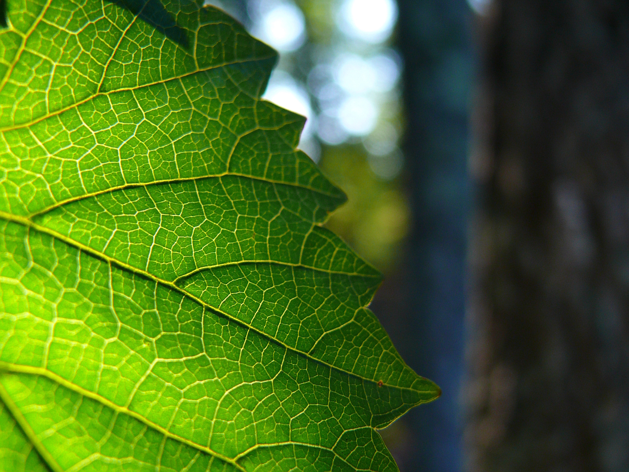 Our Beautiful World: Leaf vein