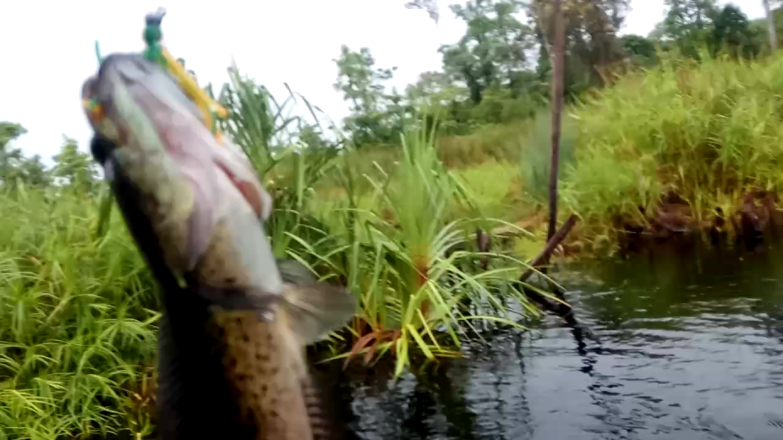 Blueparay Fishing Blog: Umpan Karet Gelang Mancing Ikan Gabus