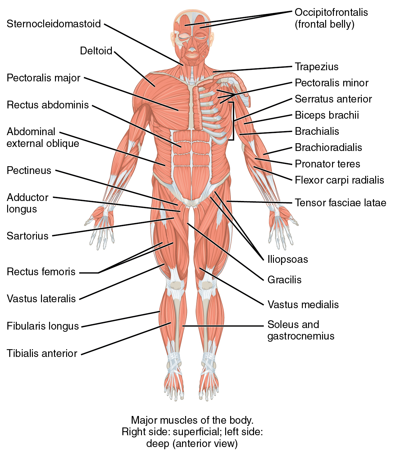 Musculoskeletal System PHILIPPINE NURSE musculoskeletal-system-philippine-nurse