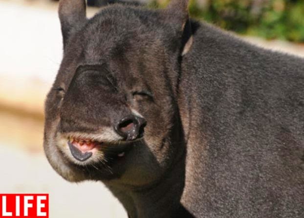 Bizarre Photos: Top 5 Weird and Freaky Animal