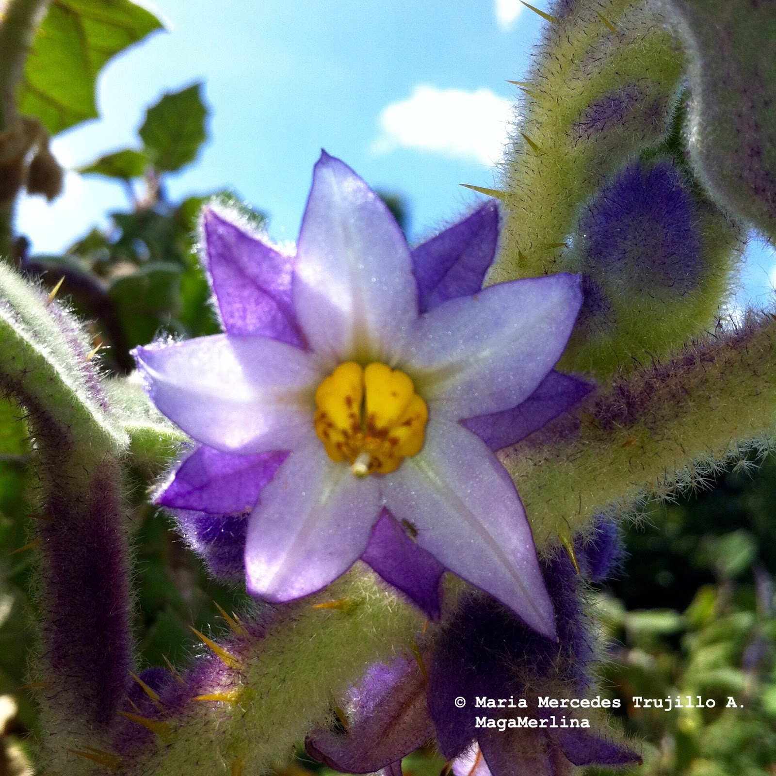 MagaMerlina: Mandala Flower Tutorial