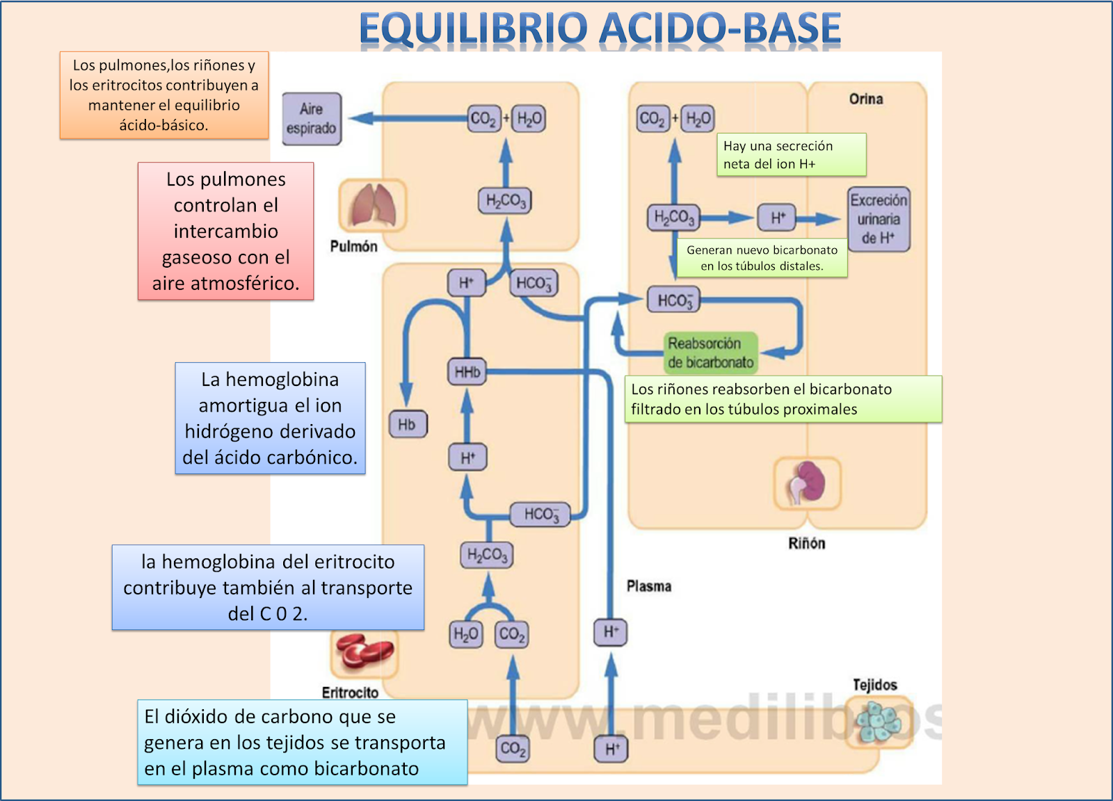 BLOG DE FISIOLOGÍA MEDICA UAS BRIANDA LÓPEZ 4-7: EQUILIBRIO ÁCIDO BASE