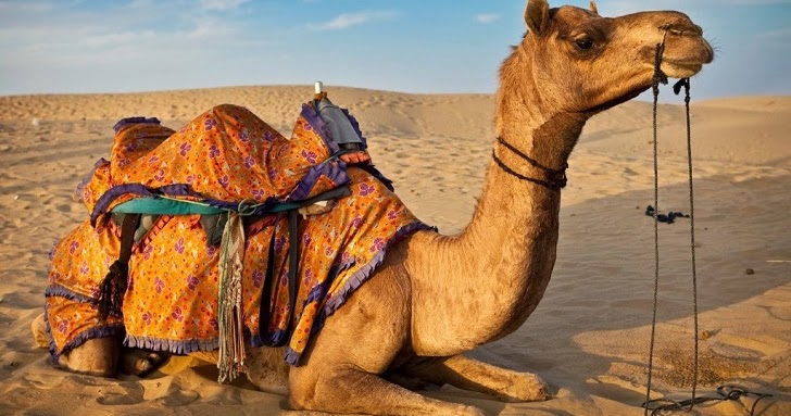 Mengapa Unta Disebut Kapal Padang Pasir? | Belajar Sampai Mati