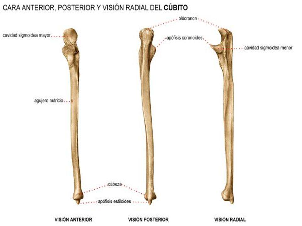 ANATOMIA FUNCIONAL: OSTEOLOGIA- Miembro Superior : Humero - Cubito - Radio