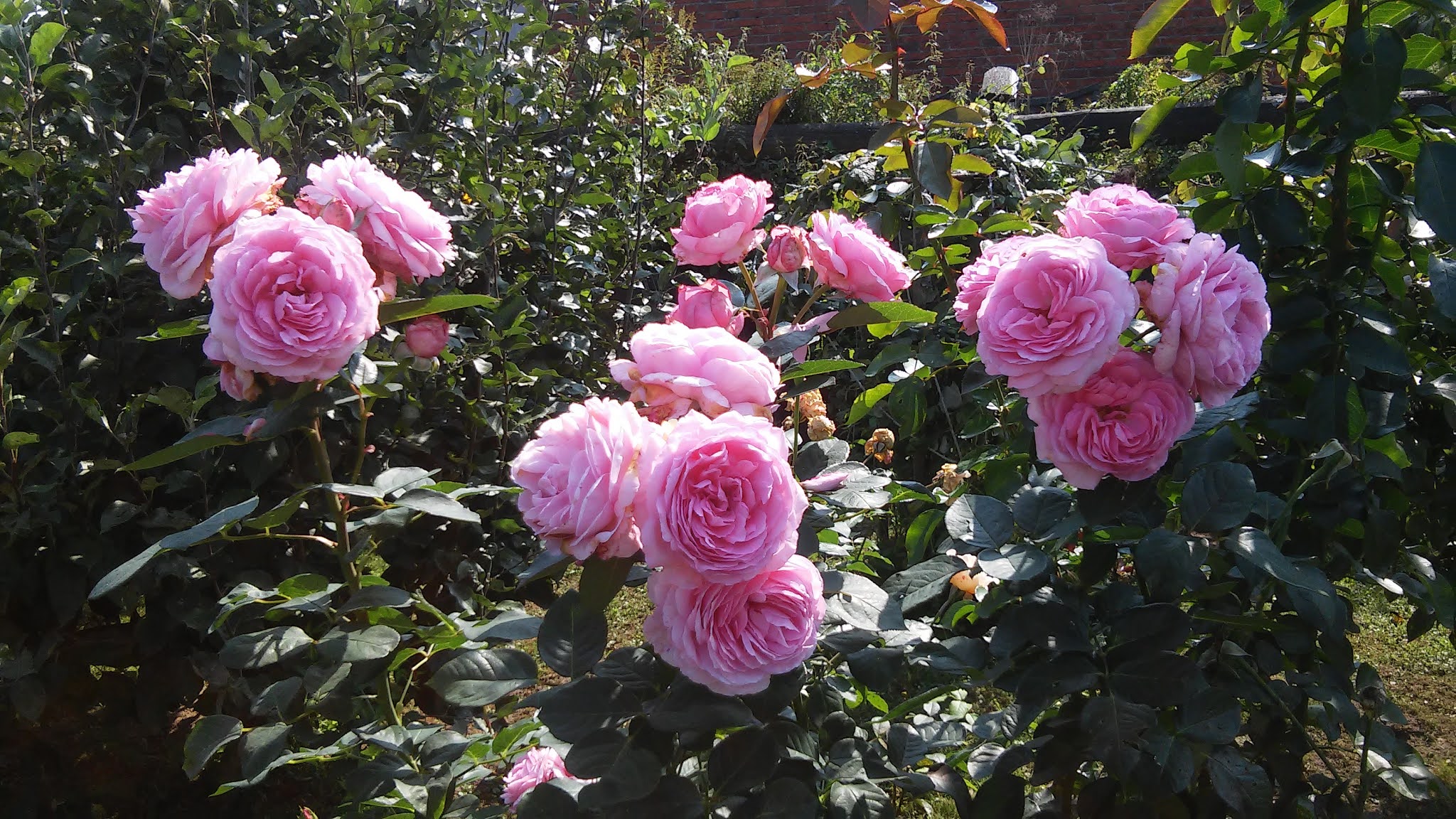 Ranczo Elma: Róża (Rosa) Ghita Renaissance