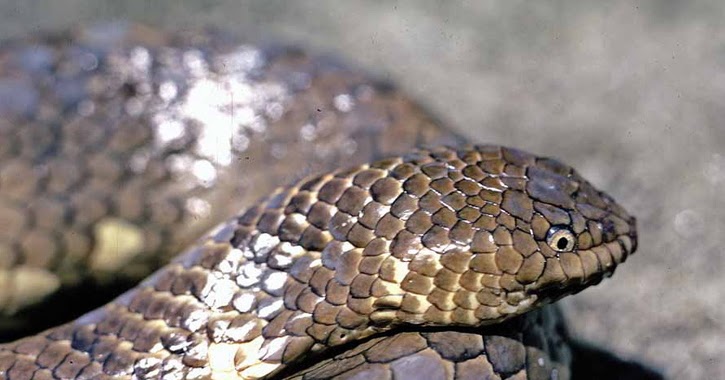 Animals under threat: Species Profile: Leaf-scaled Sea Snake