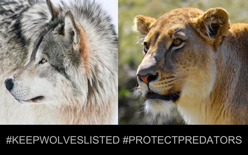 ERIPE LUPUS: ENVIRONMENTAL CONNECTIVITY #PROTECTPREDATORS