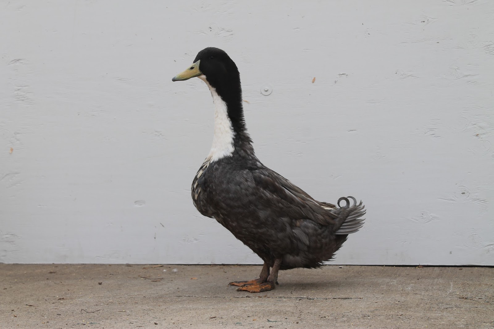 Metzer Farms Duck and Goose Blog: Swedish Duck Metzer Farms Duck and Goose Blog: Swedish Duck