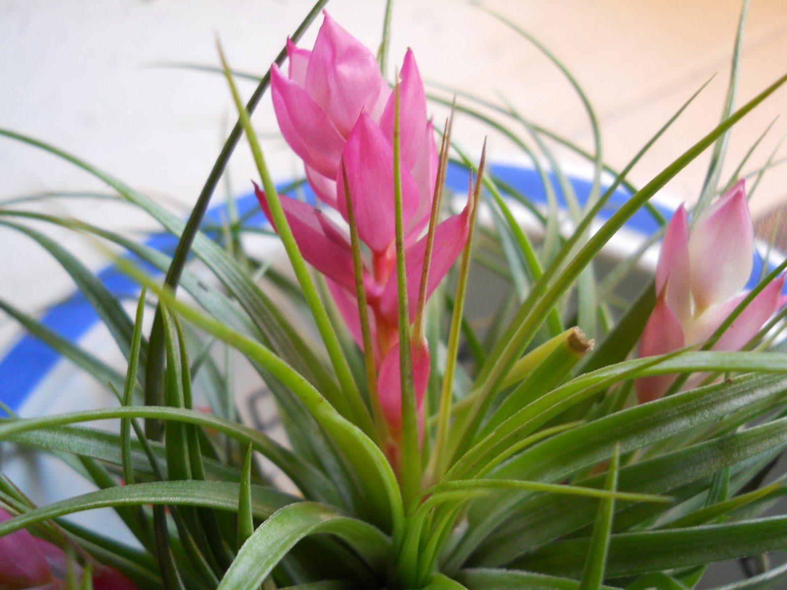 Volker Gardening: Plants and Science!: Plants from April