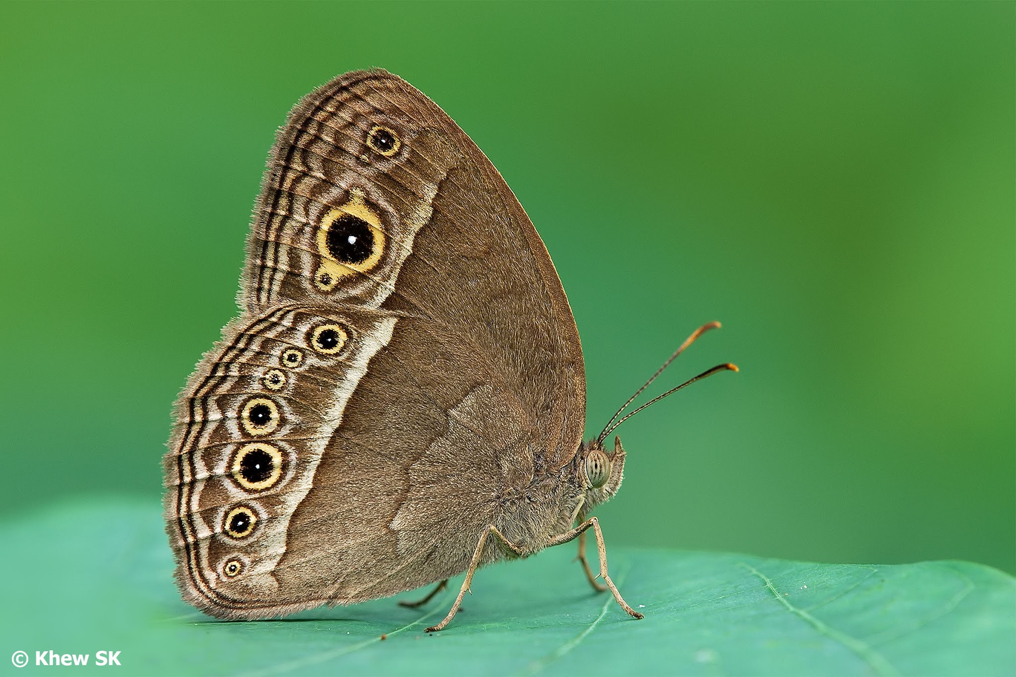Butterflies of Singapore: Bush Browns of Singapore : Part 2
