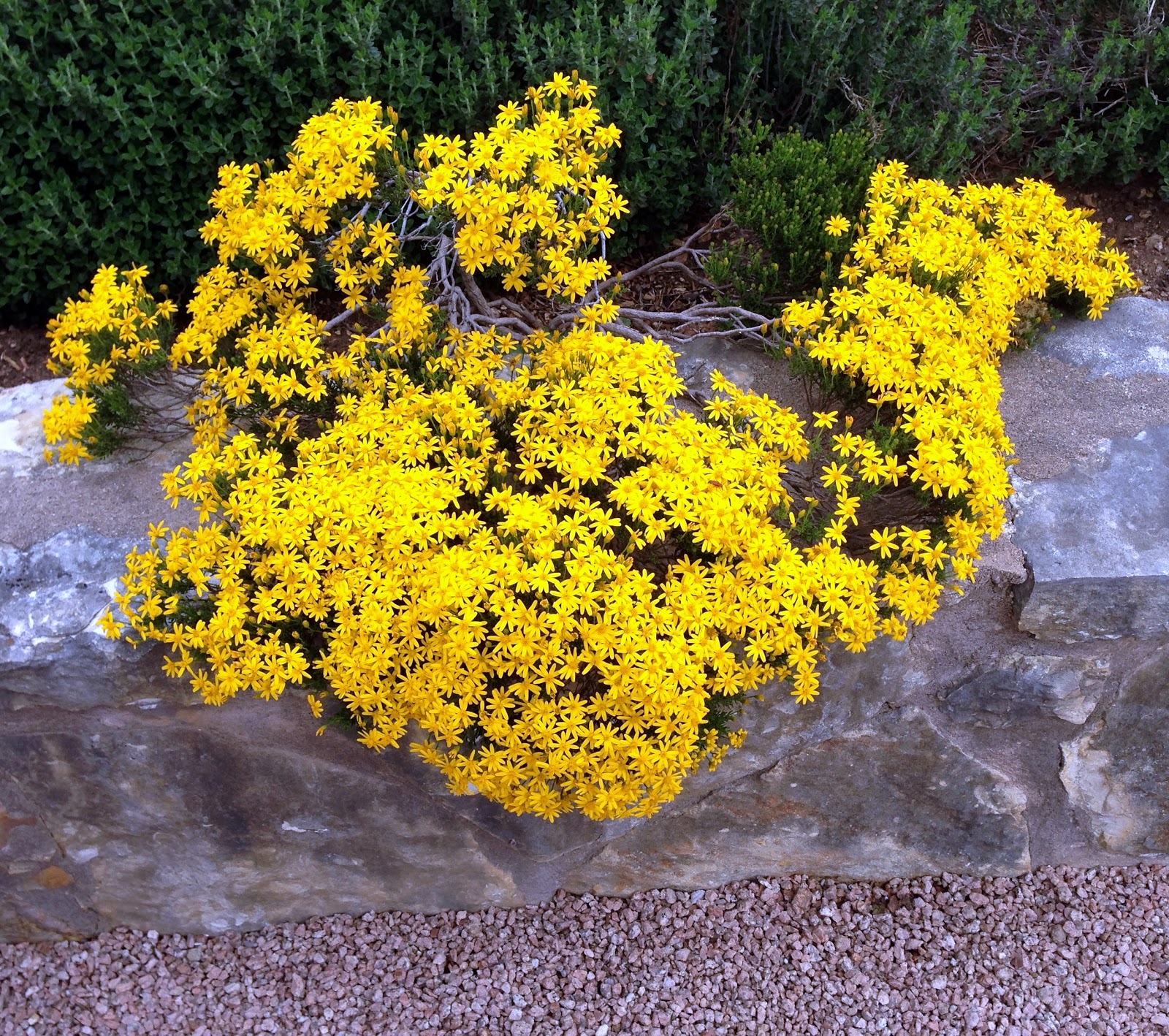 Spring in the Texas Hill Country - HYACINTHS FOR THE SOUL