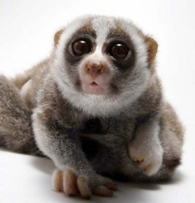 makeupworld: Cute Animals: Slow Loris