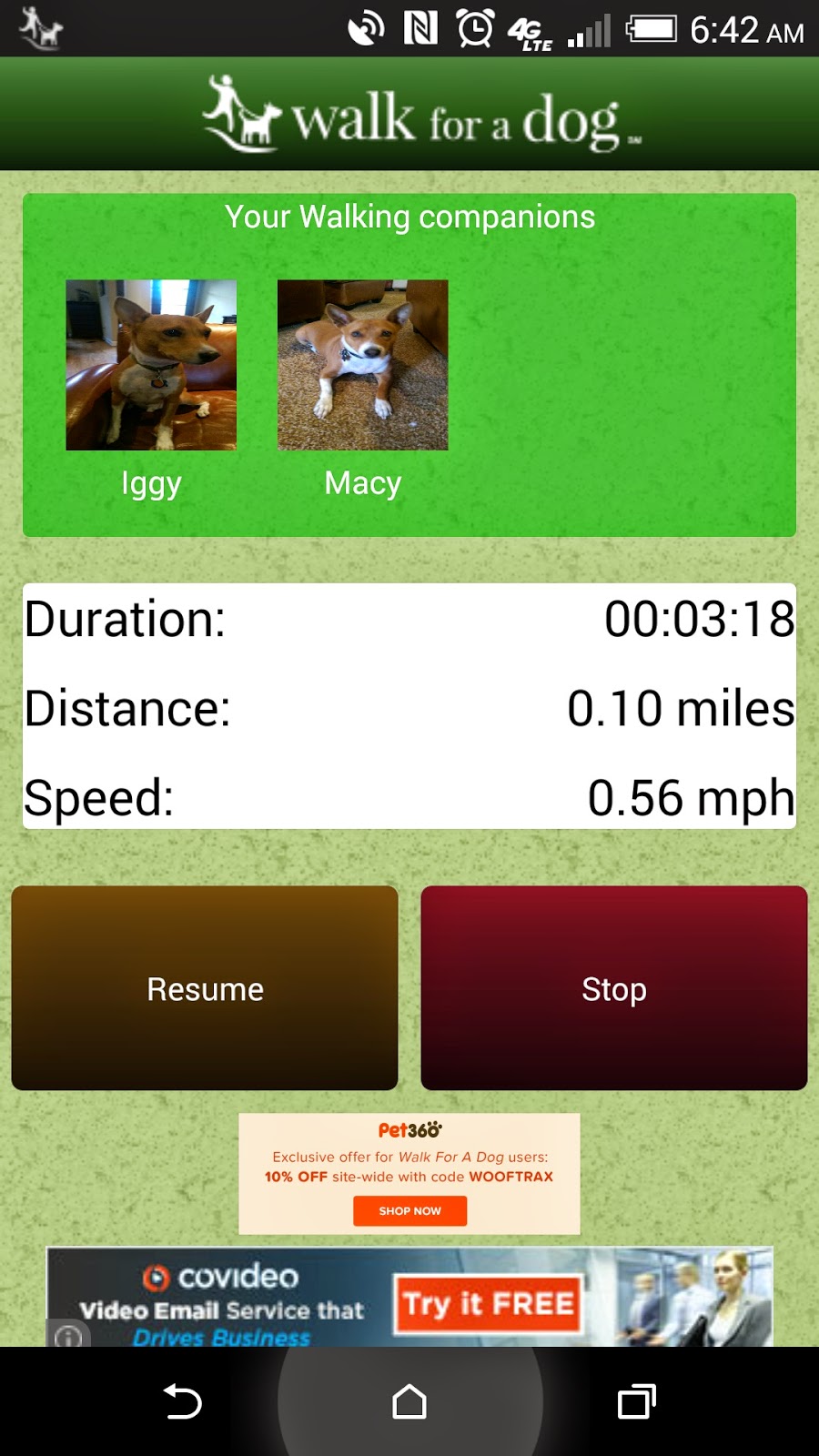 Basenji Rescue and Transport Blog: Take your walk FOR a dog