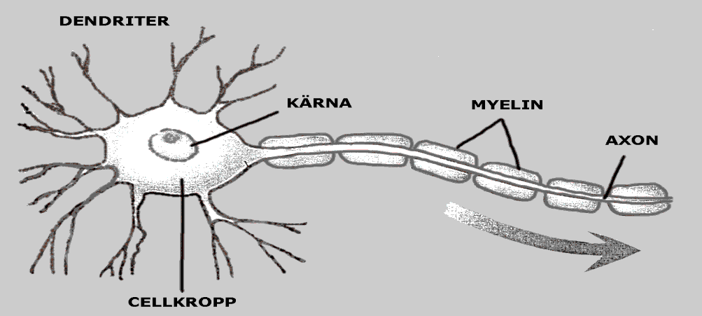8B Människokroppen: Hjärnan och nervsystemet