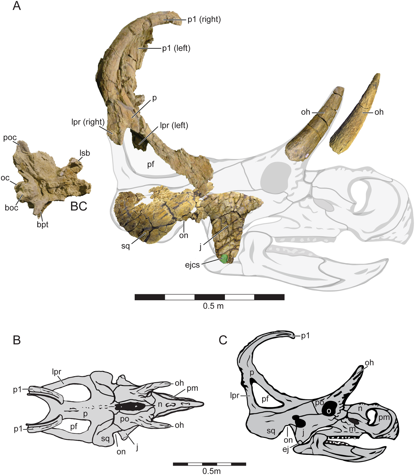 The Dragon's Tales: Machairoceratops cronusi: a new Ornate ...