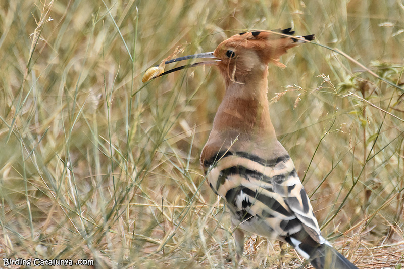 Birding Catalunya: Puputs al Parc Samà