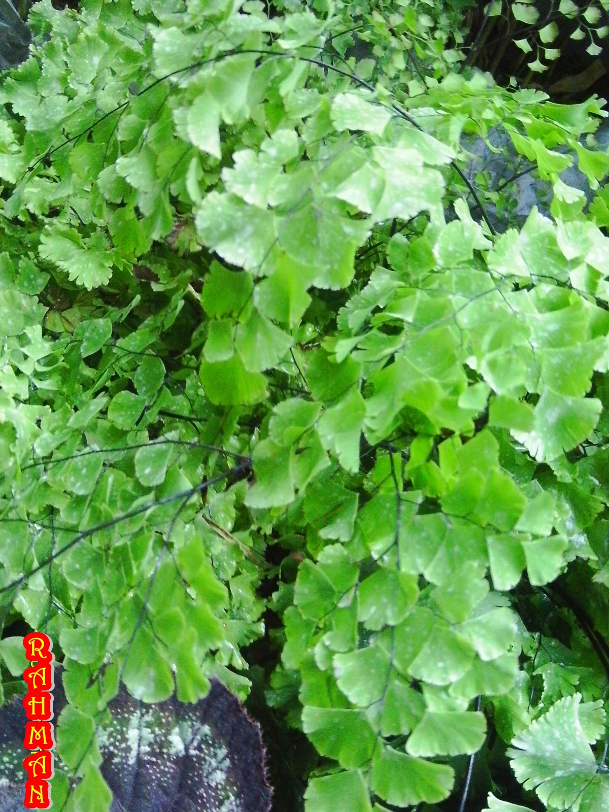 18+ Bunga Suplir, Konsep Terkini!