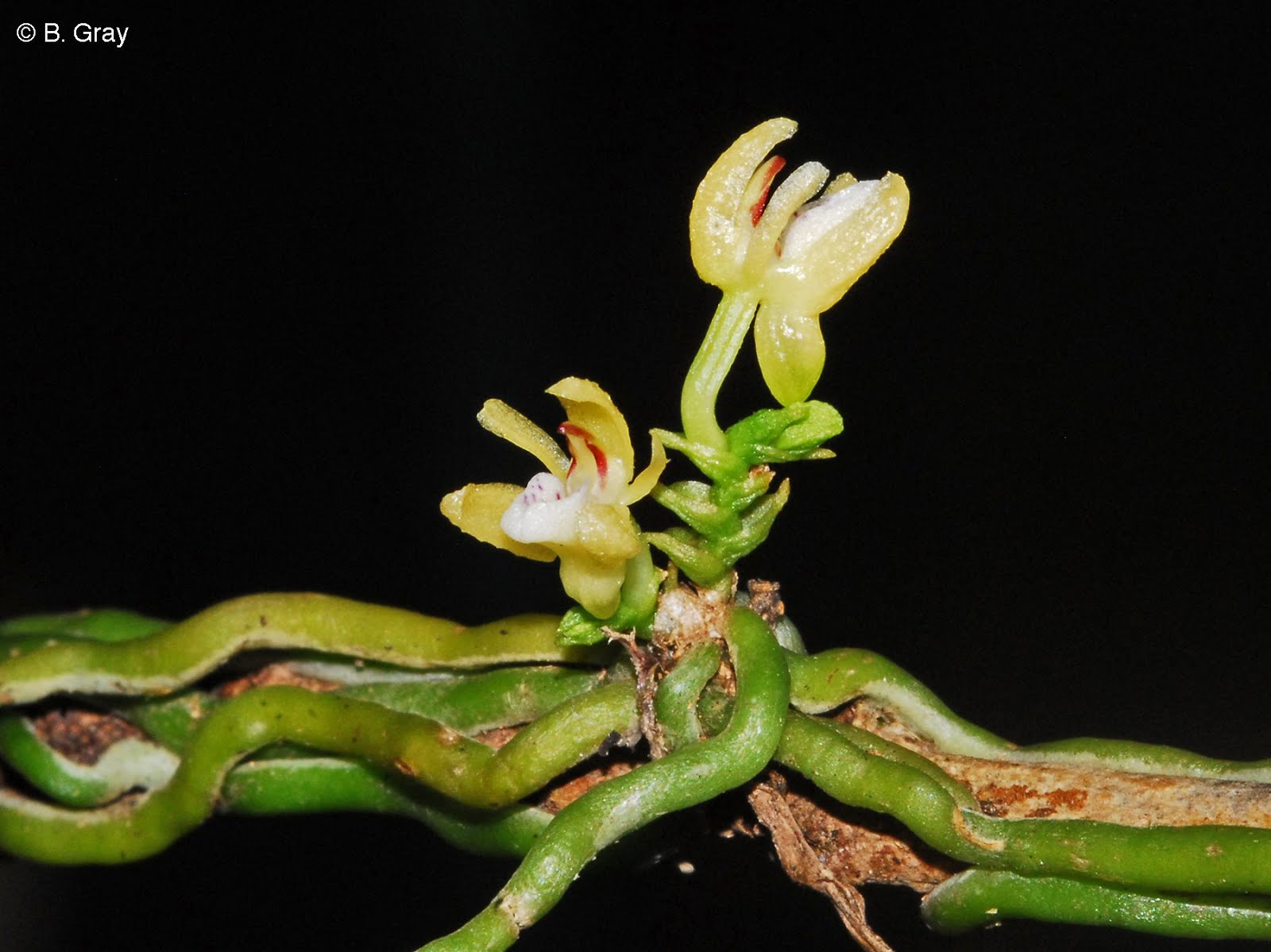 Species New to Science: [Botany • 2017] Taeniophyllum walkeri ...