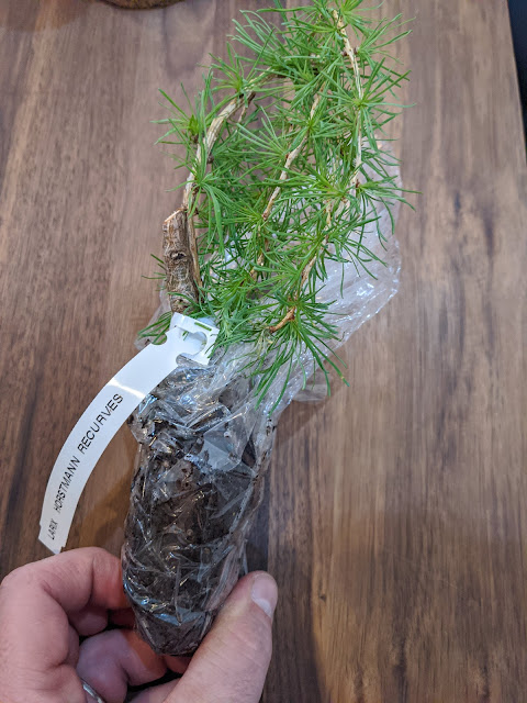 Contorted Larch Tree Bought - Horstmann's Recurved (TINY)