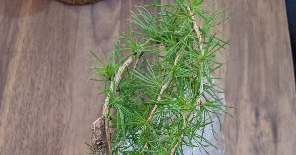 Contorted Larch Tree Bought - Horstmann's Recurved (TINY)