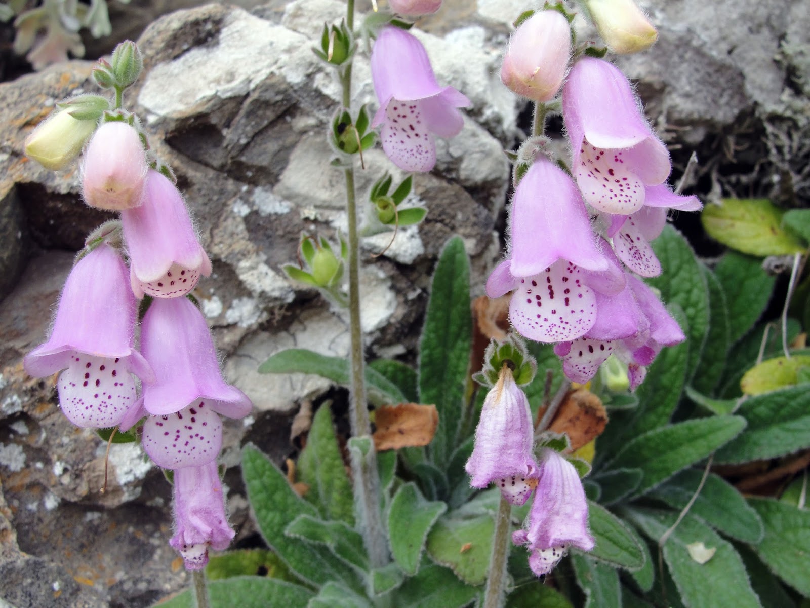 imatges de menorca: PLANTES DE MENORCA: DIDALERA O HERBA DE SANTA MARIA ...