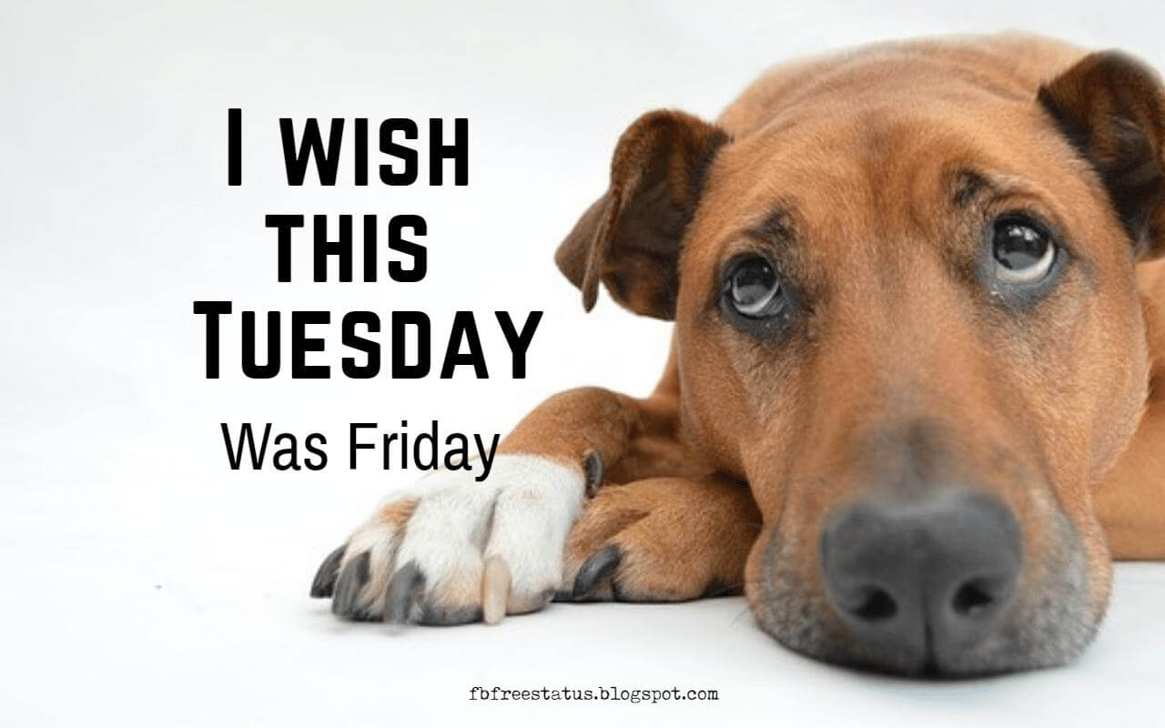 Funny Tuesday Quotes to be Happy on Tuesday Morning