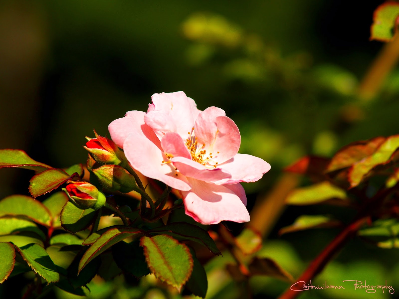 Caitmuileann Photography: julio 2014