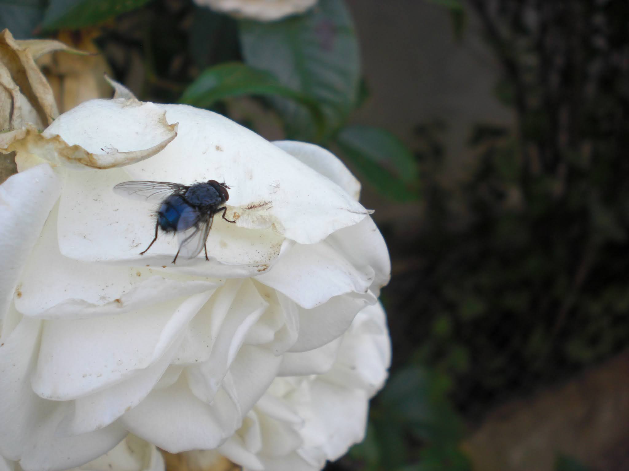Perfumes y luces de Extremadura: Mosca azul. Visitante del jardín.