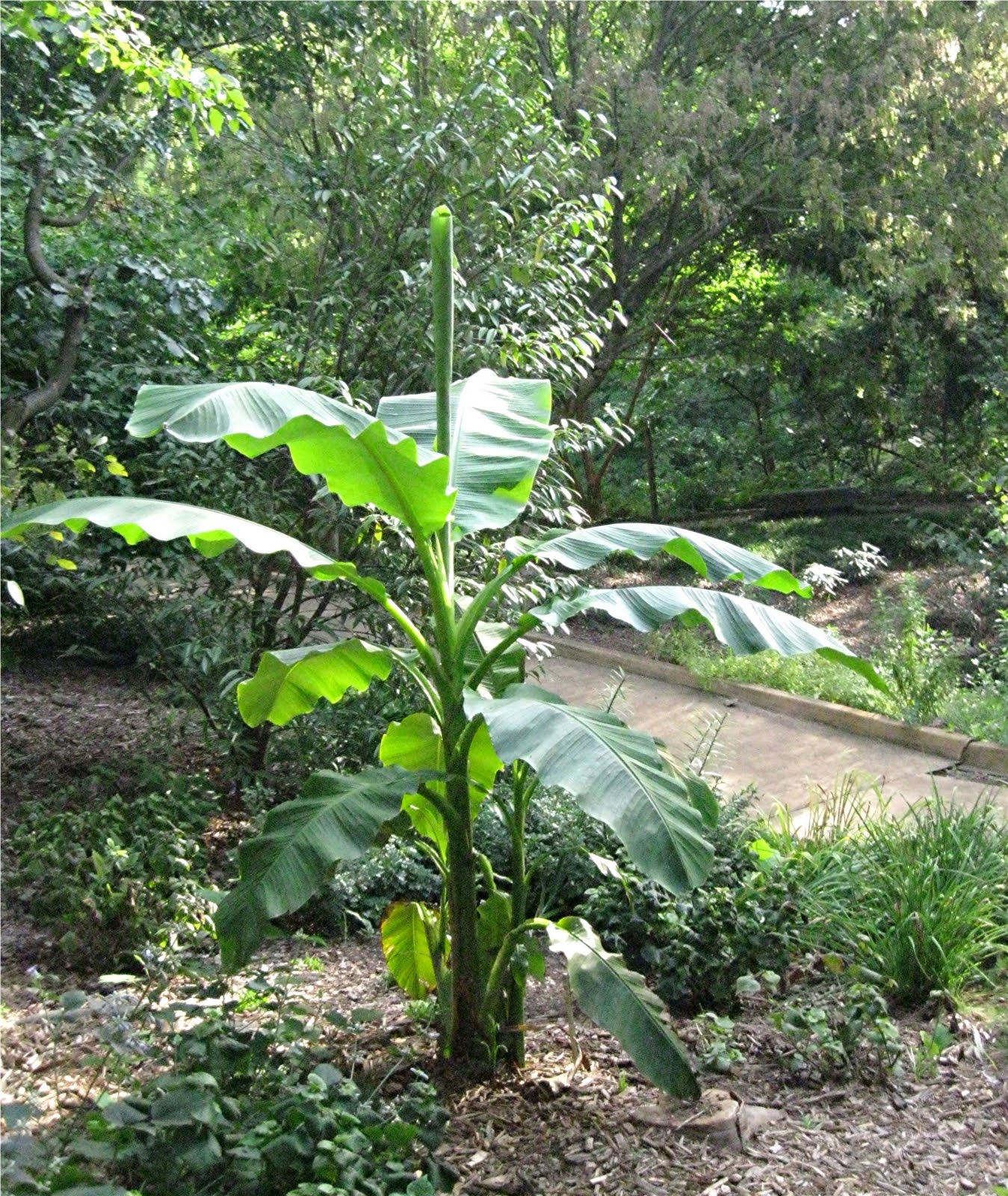 1003 Gardens: Musa Basjoo, another hardy banana in the Asian Collections
