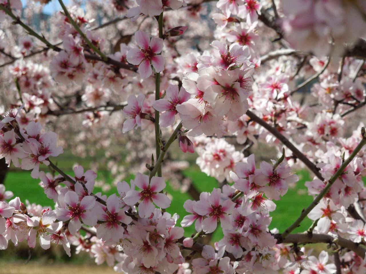 Paisajes y rincones de la Tierra Bajoaragonesa: PRIMAVERA. El almendro