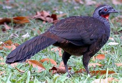 Jacu Bird Coffee - O café mais caro do mundo é encontrado nas fezes do ...