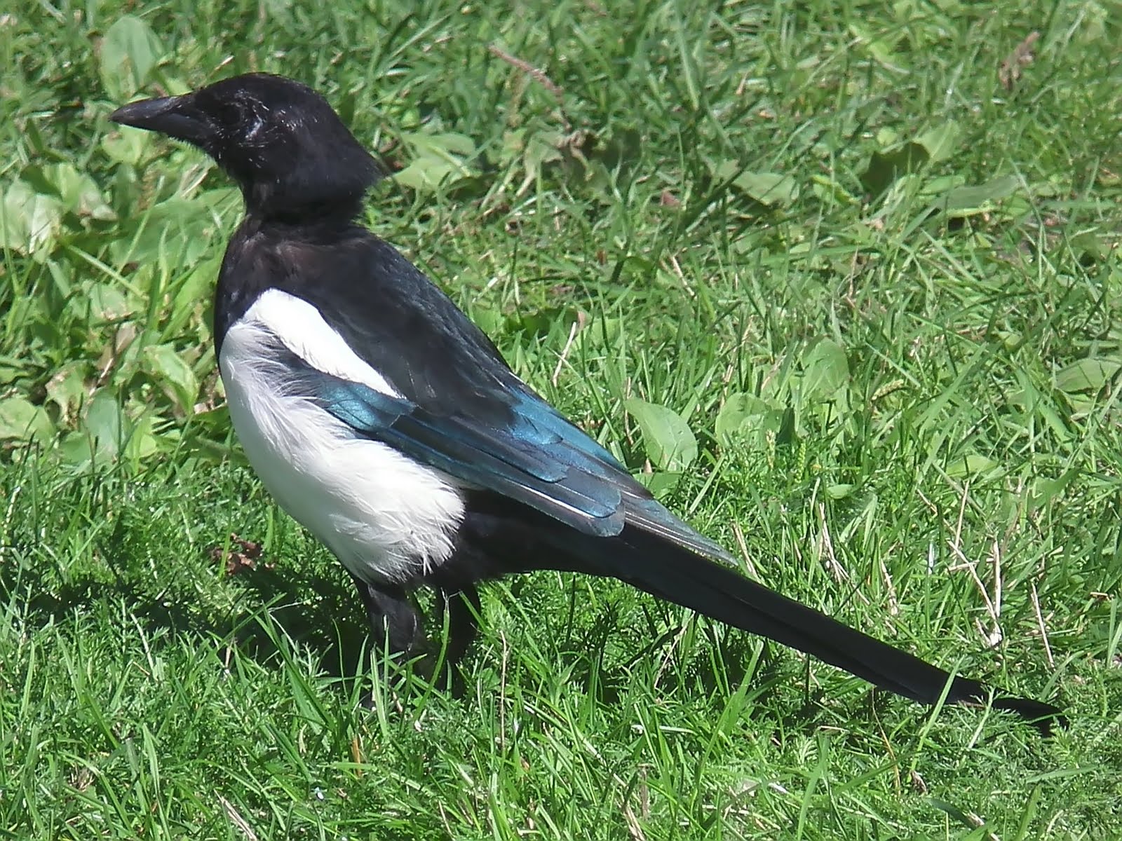 Warren's Blog: Wings on Wednesday...European Magpie