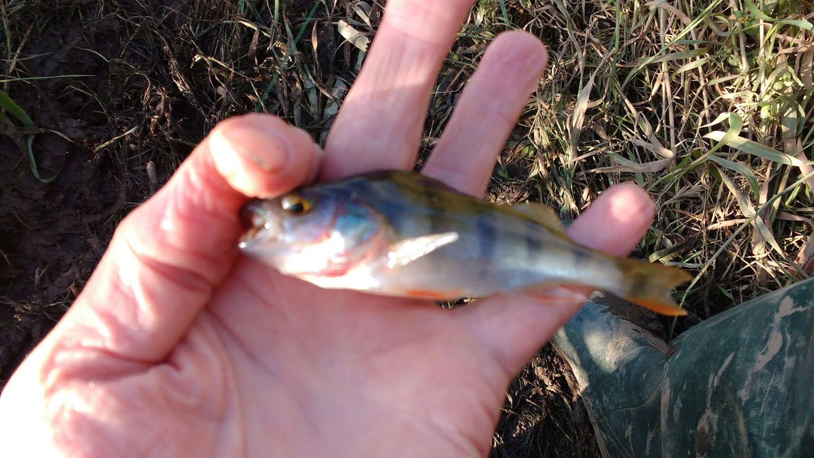 Jorvik Angler: The Ure - Part Deux