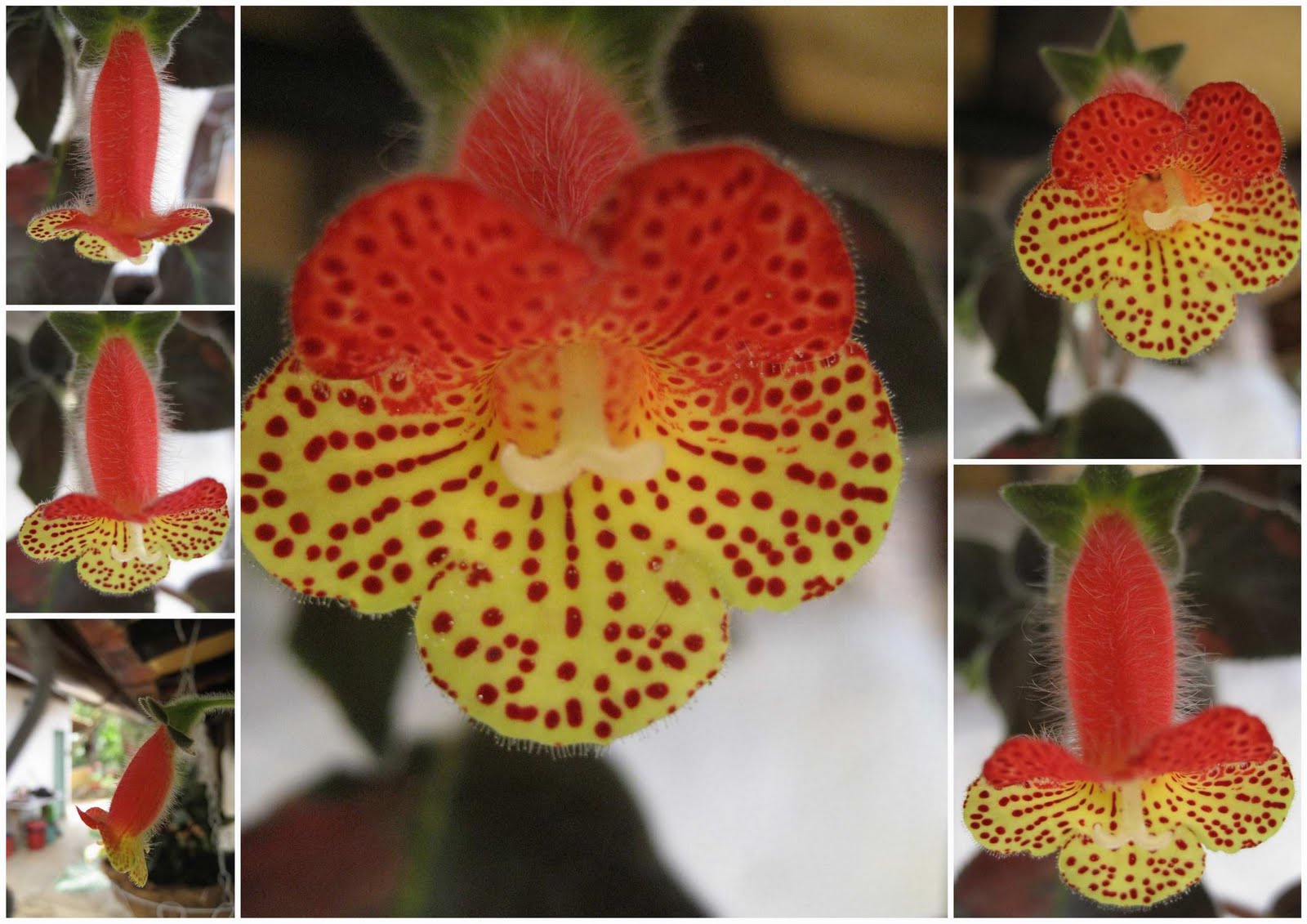 B a r i c h a r e a n d o: delicadeza y perfección de una flor