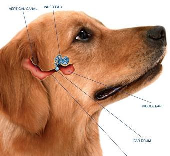 Dog Ear Infections: Symptoms & Treatment | Australian Dog Lover