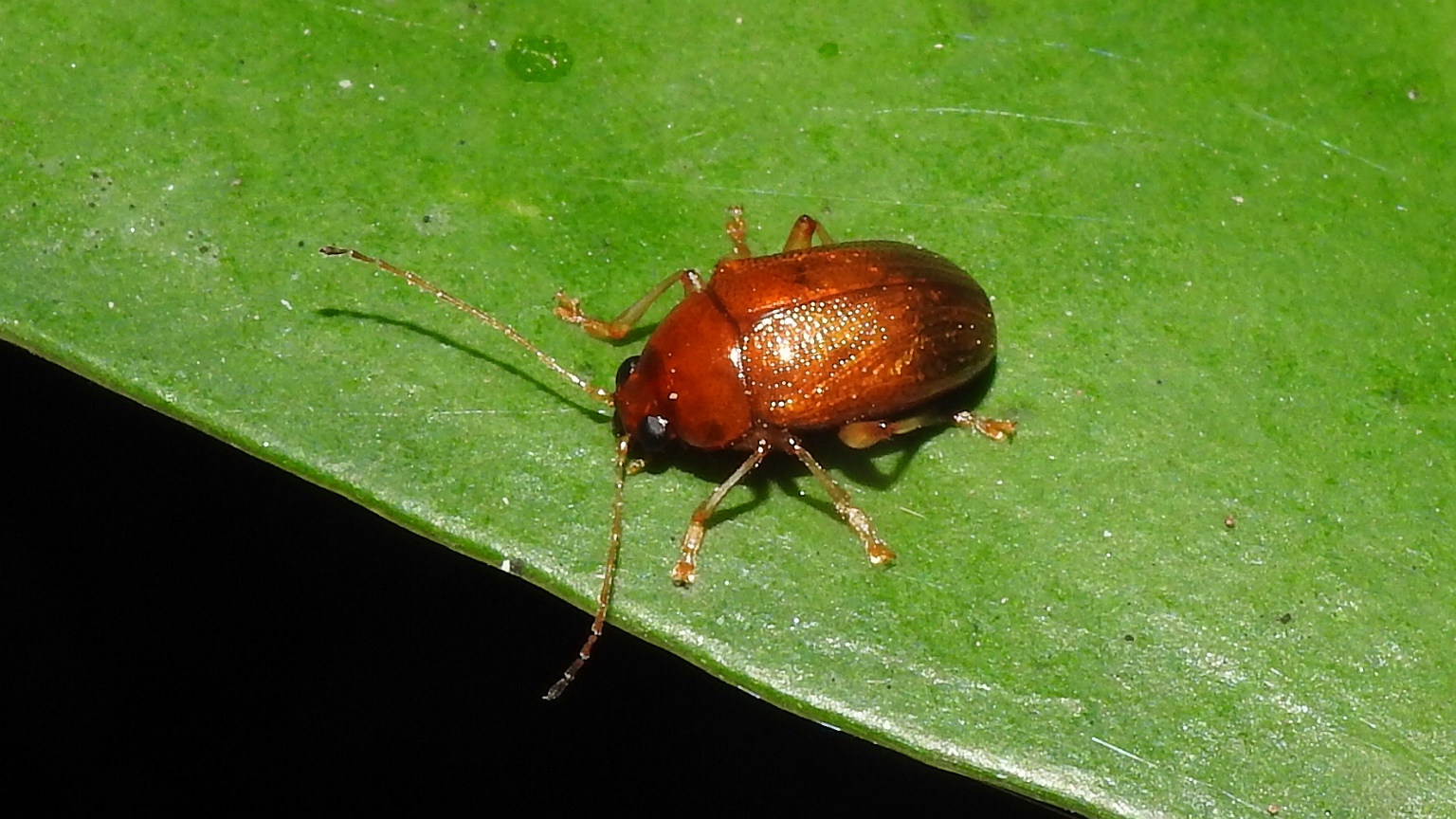 台灣-鳥類與昆蟲-自然觀察記錄: 褐金卵猿金花蟲 Colaspoides persicariae