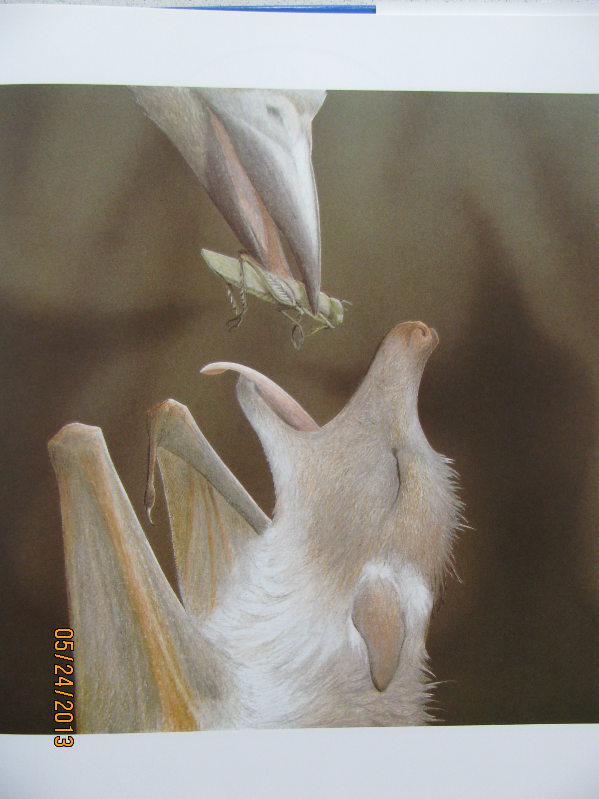 bookswami: Stellaluna by Janell Cannon