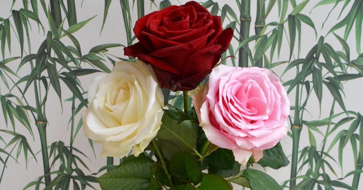 Bemerry.B: Photos - un bouquet - 3 roses - différentes façons de les ...