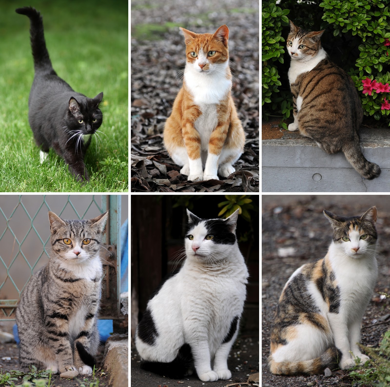 Happy Catholic*: Collage of Six Cats