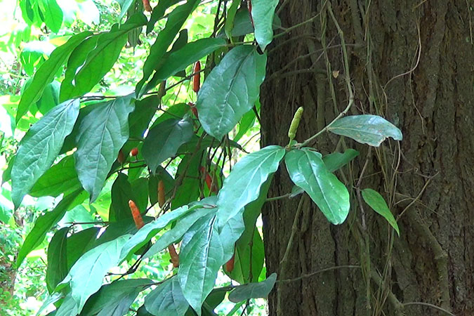 Cabe jawa (Piper retrofractum)