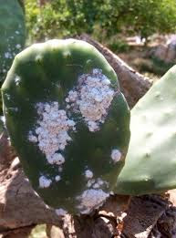 Kruiden & Specerijen: Karmijn